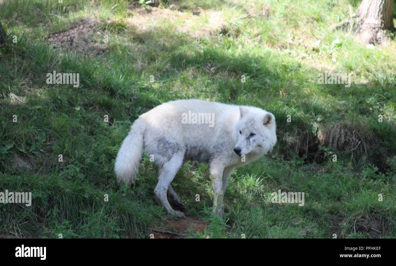 Tete de loup blanc Banque de photographies et d’images à haute ...