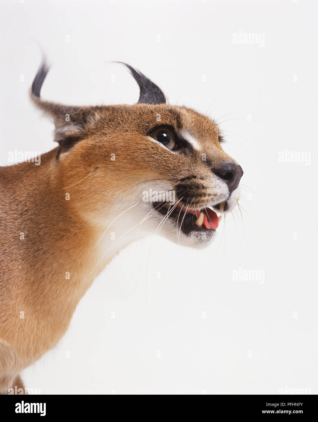 Caracal head Banque de photographies et d’images à haute résolution - Alamy