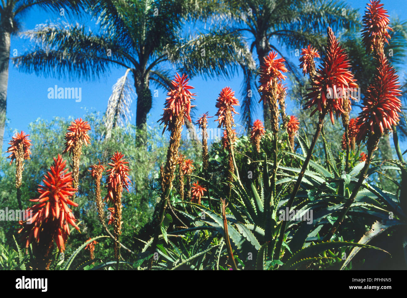 Sidi bouknadel Banque de photographies et d’images à haute résolution ...