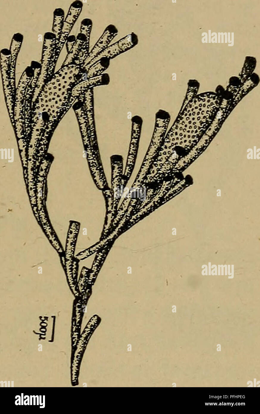 Cette illustration tirée de *Danmarks fauna* fournit des descriptions détaillées d'une espèce ...