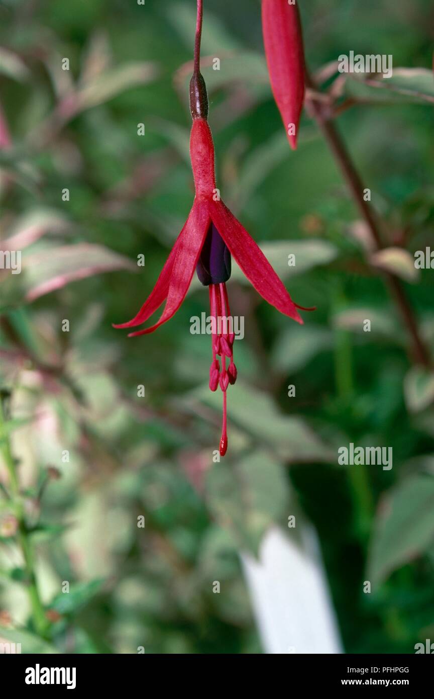 Fuchsia magellanica versicolor Banque de photographies et d’images à ...