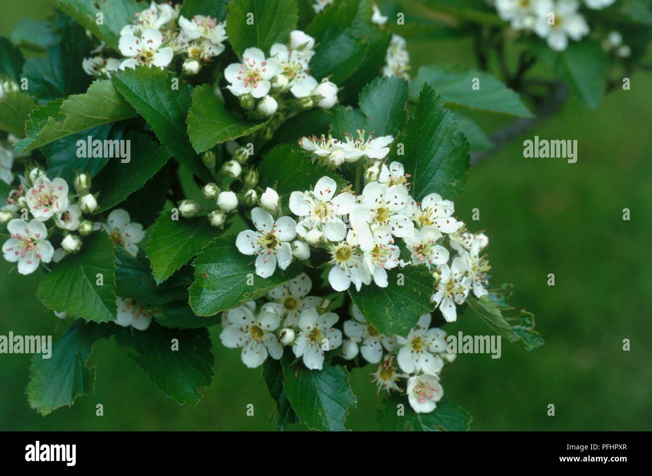 Crataegus pentagyna Banque de photographies et d’images à haute ...