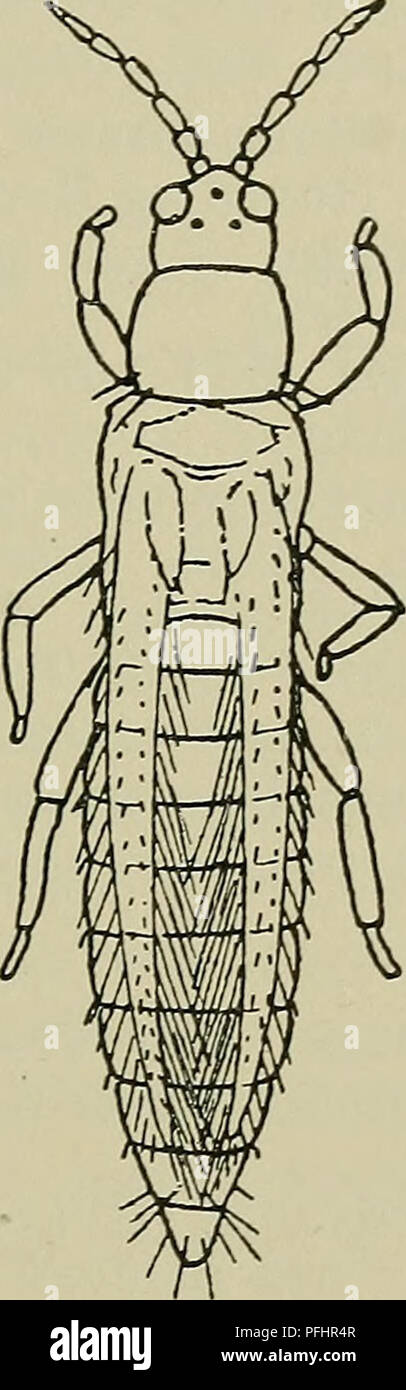 Thrips tabaci Banque de photographies et d’images à haute résolution ...