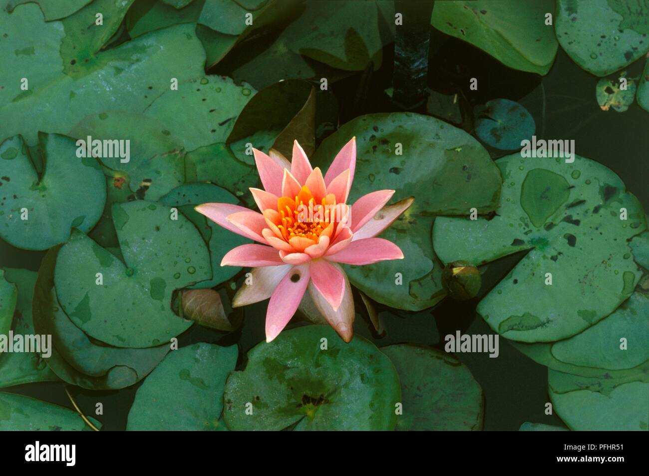 Fleur d'opale Banque de photographies et d’images à haute résolution ...