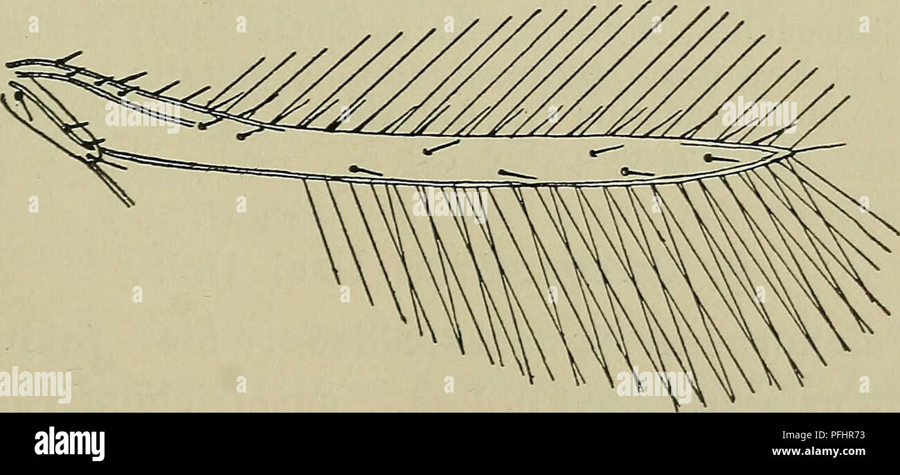 Une illustration de Sericothrips staphylinus var. Larve de bicornis et ...
