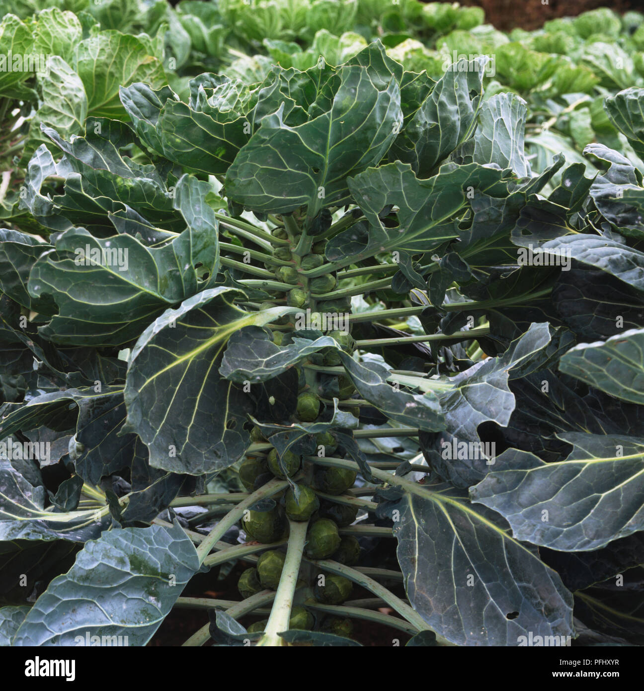 Gemmifera groupe de choux brassica oleracea Banque de photographies et ...