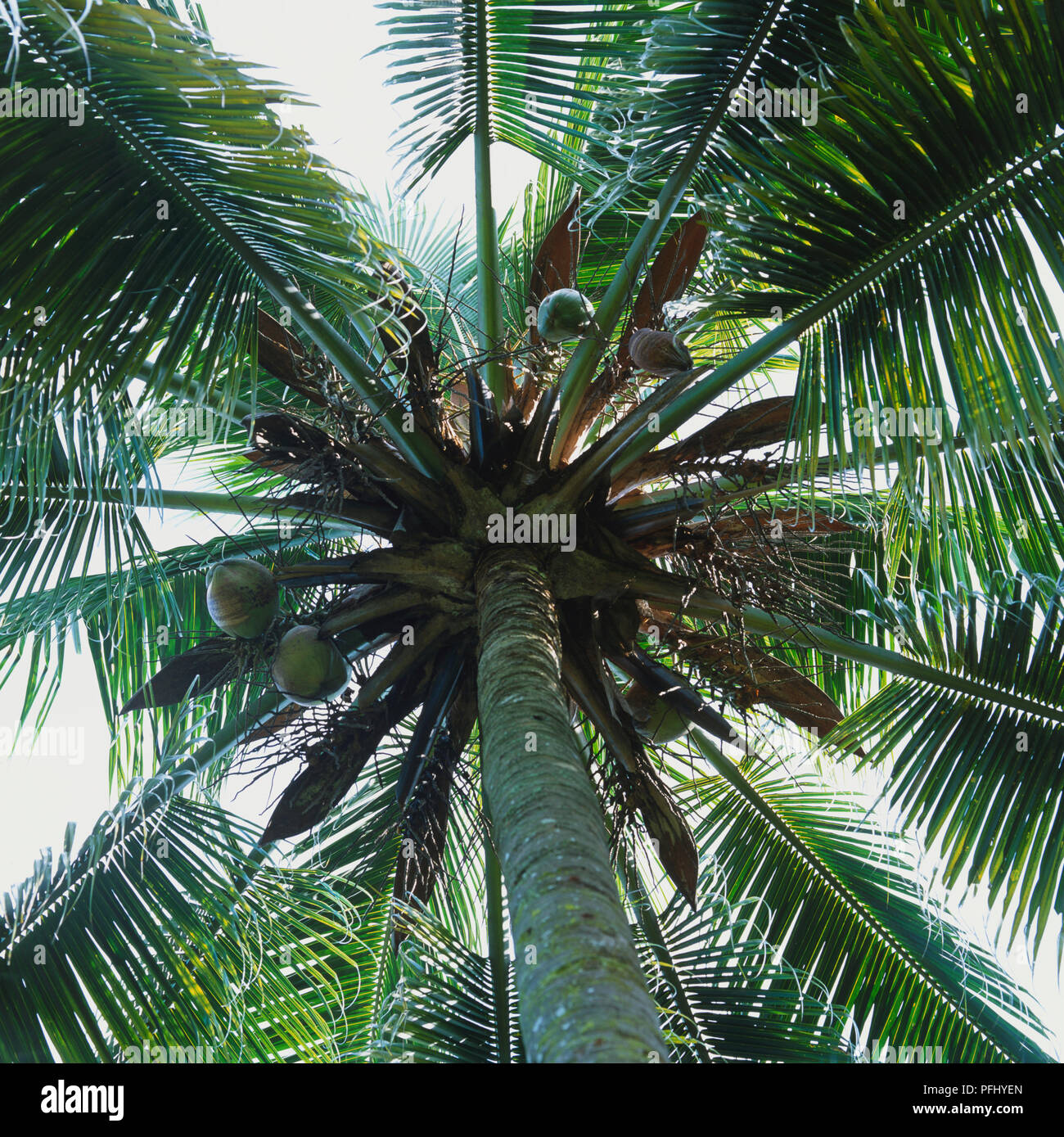 Coconut branches Banque de photographies et d’images à haute résolution ...