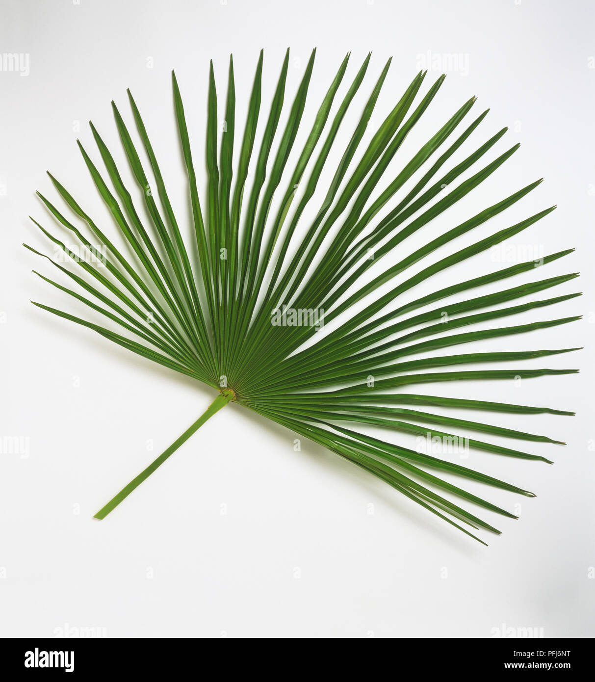 Trachycarpus fortunei chusan palms Banque de photographies et d’images ...