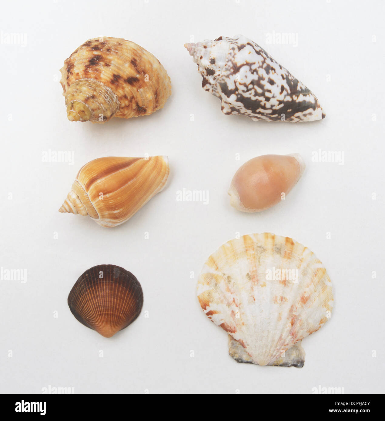 Types de coque Banque de photographies et d’images à haute résolution ...