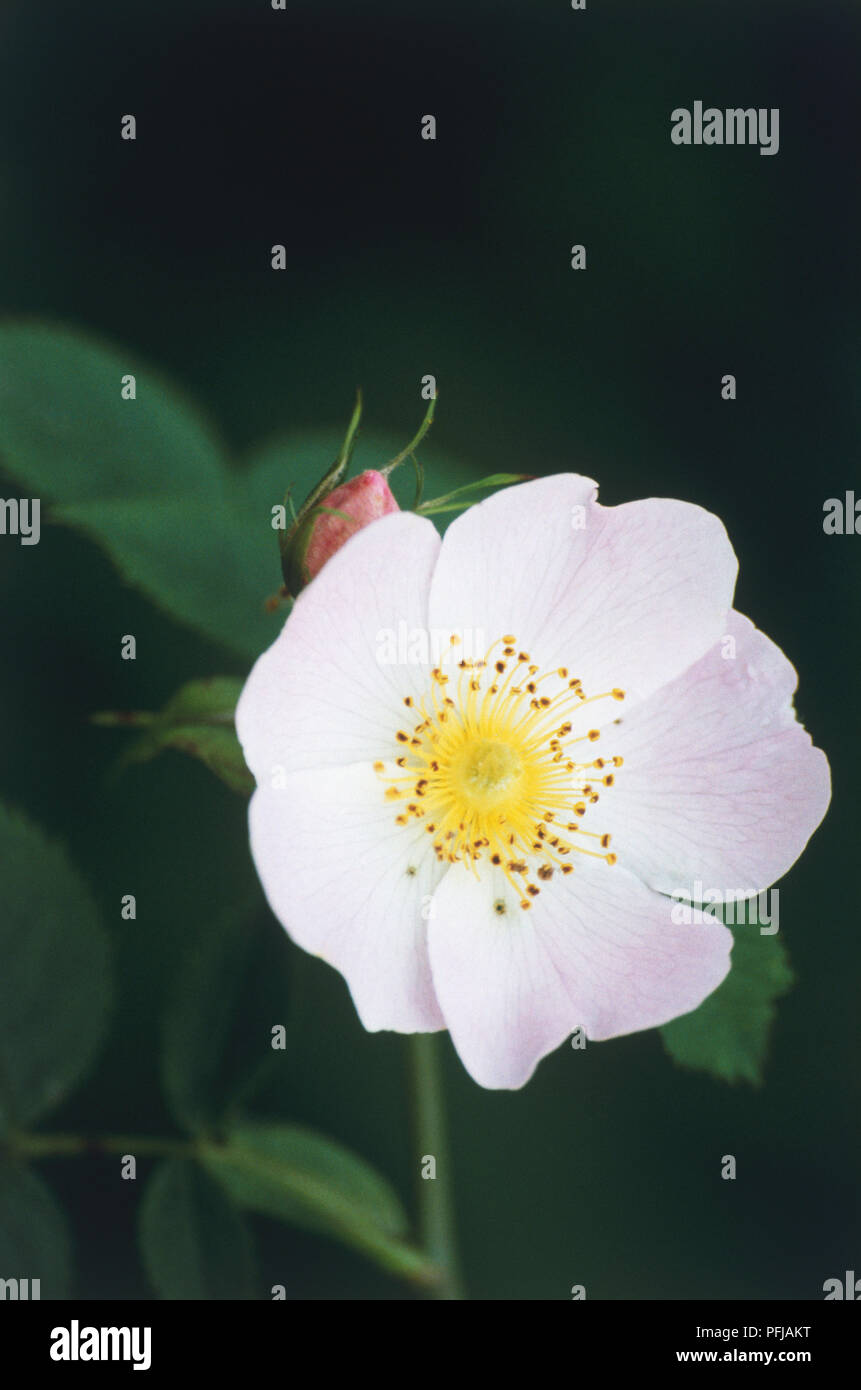 Fleur de rose sauvage en gros plan Banque de photographies et d’images ...