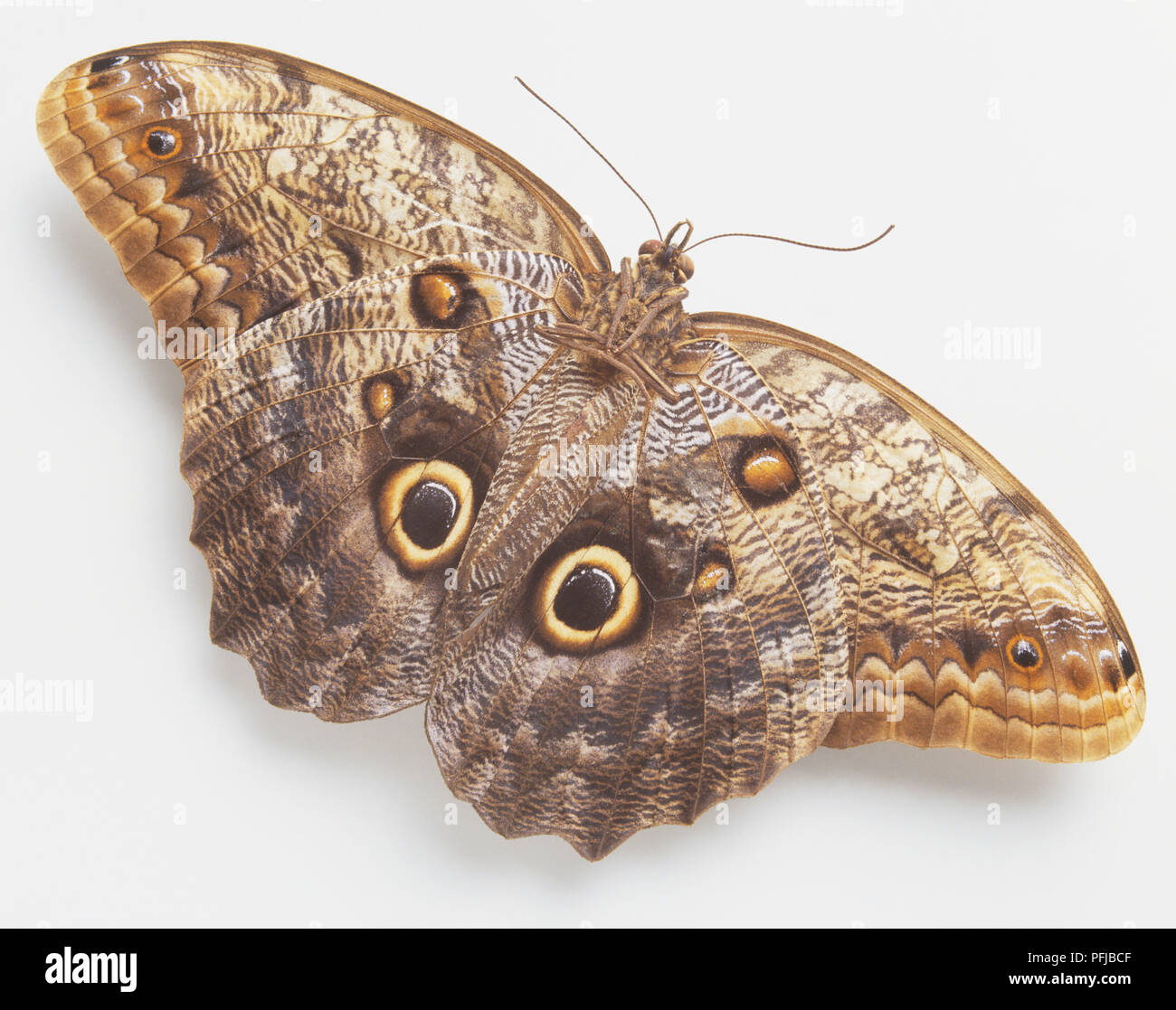 (Caligo idomeneus papillon Hibou), ailes montrant ocelles Photo Stock ...