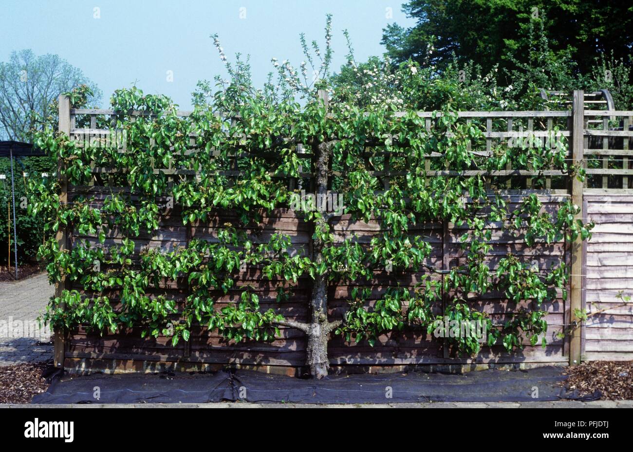 Fan trained pear tree Banque de photographies et d’images à haute ...
