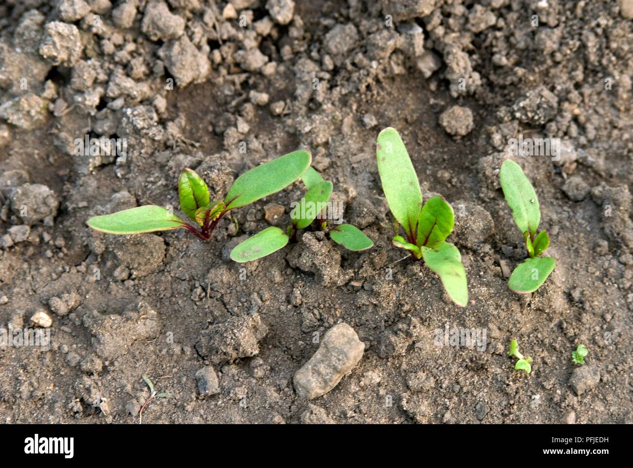 Beetroot red ace Banque de photographies et d’images à haute résolution ...