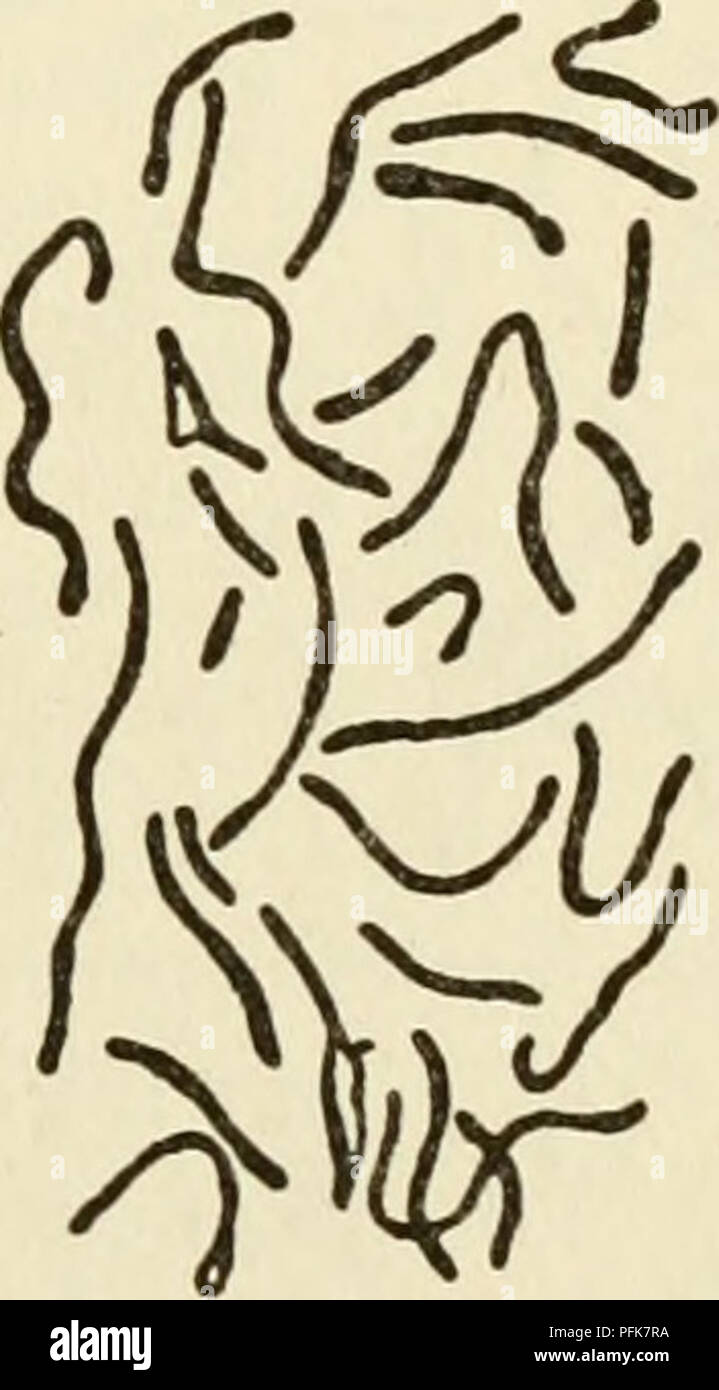 Est réalisée dans le cytoplasme des cellules Banque de photographies et ...