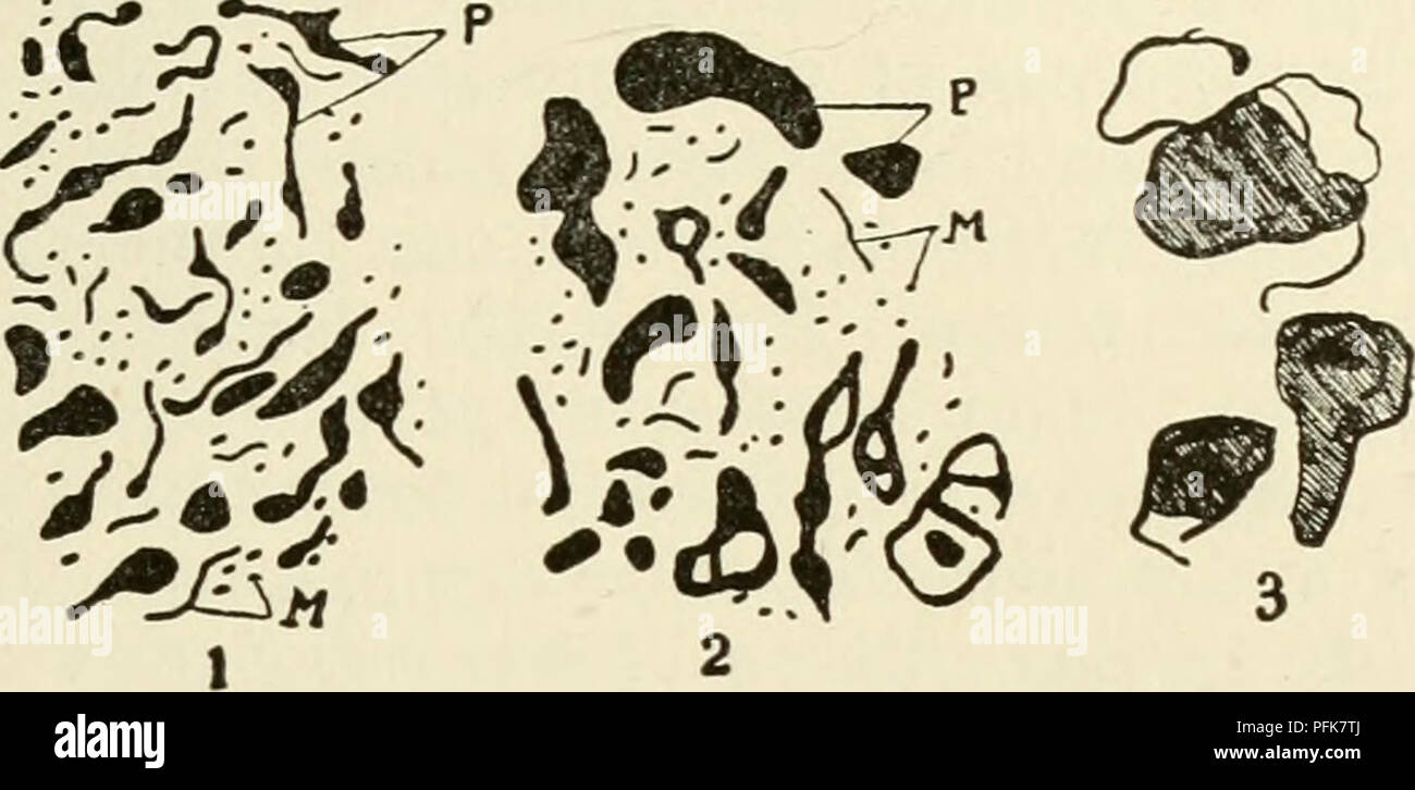 2 cell stage Banque de photographies et d’images à haute résolution - Alamy