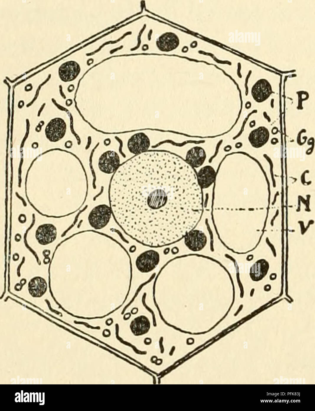 Parietal cell Banque de photographies et d’images à haute résolution ...