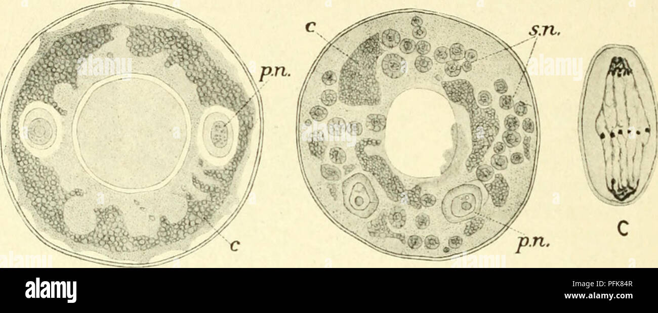 Cette section de 'cytologie' explore la structure du noyau métazoaire ...