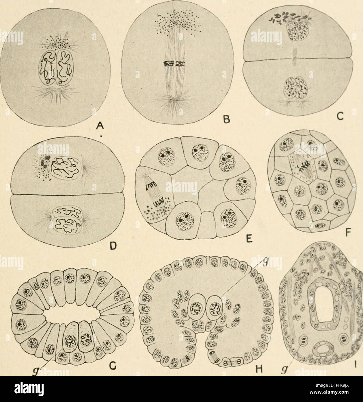 Cet article traite de l'étude du noyau métazoaire en cytologie, y ...