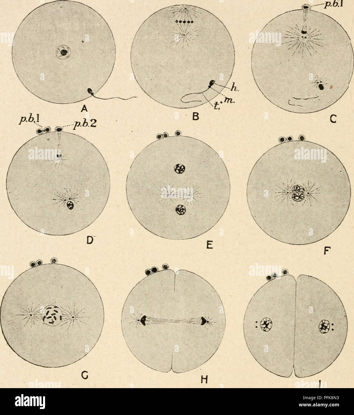 Ovocyte primaire Banque de photographies et d’images à haute résolution ...
