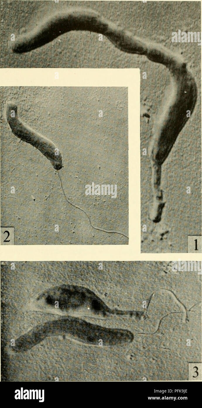 Cette étude de Kenneth Alexander Bisset examine la structure cellulaire ...