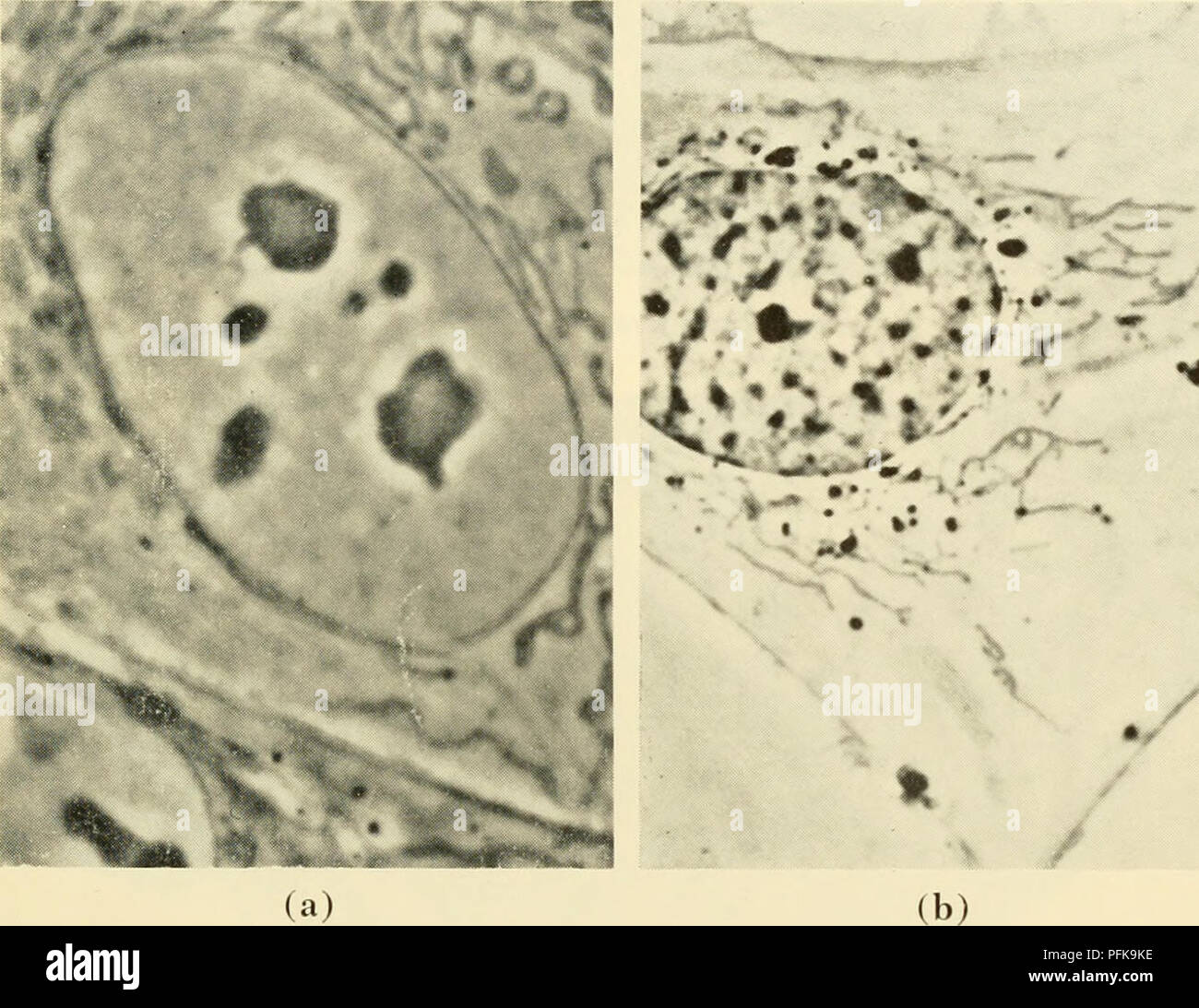 Microscope contraste de phase cellule Banque de photographies et d ...