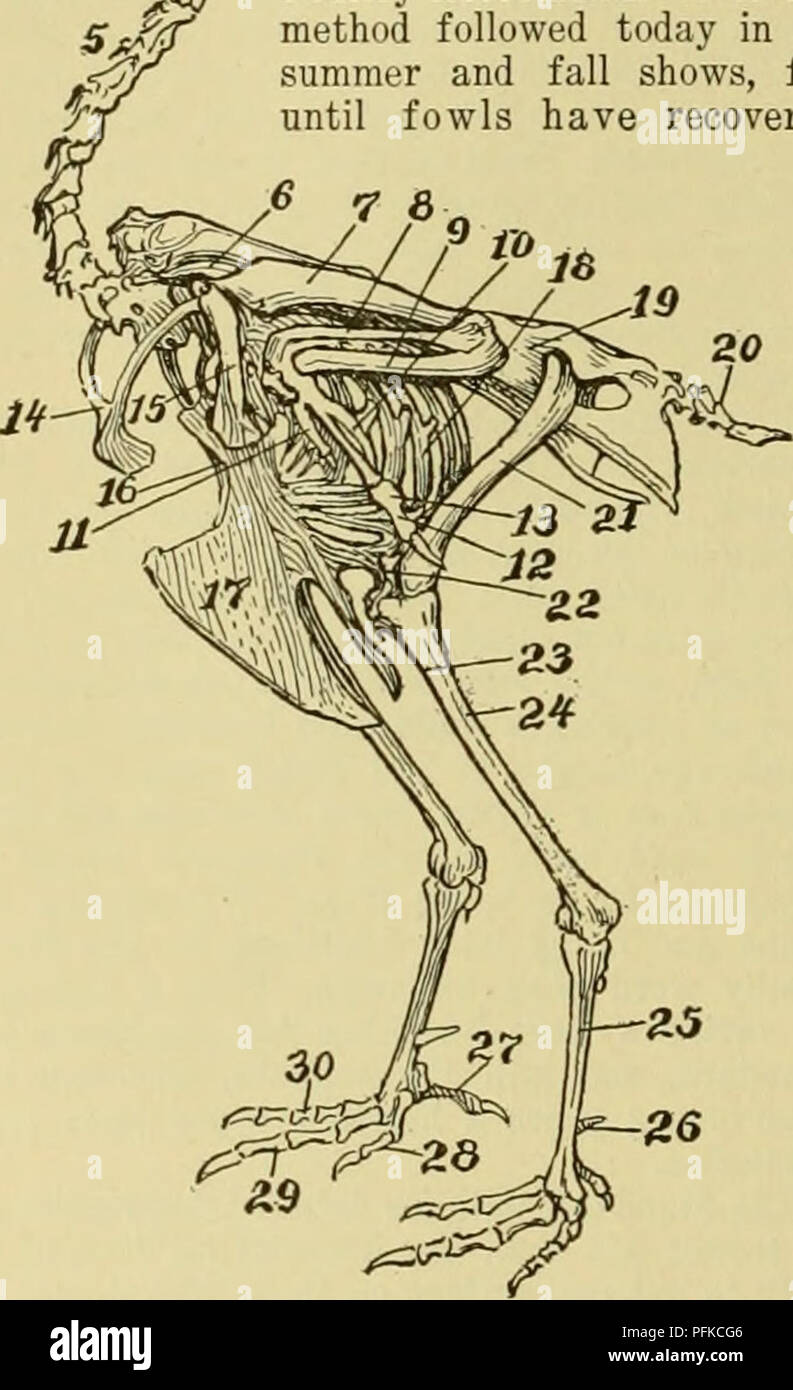 Le diagramme représente la structure squelettique d'un coq, mettant en ...