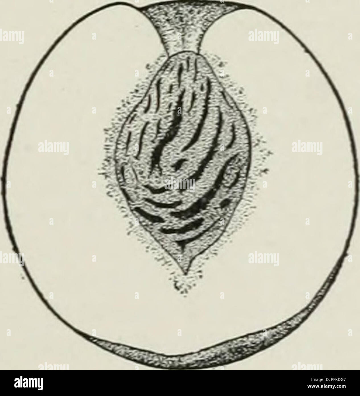 Cette entrée d'une encyclopédie de culture fruitière traite de la ...