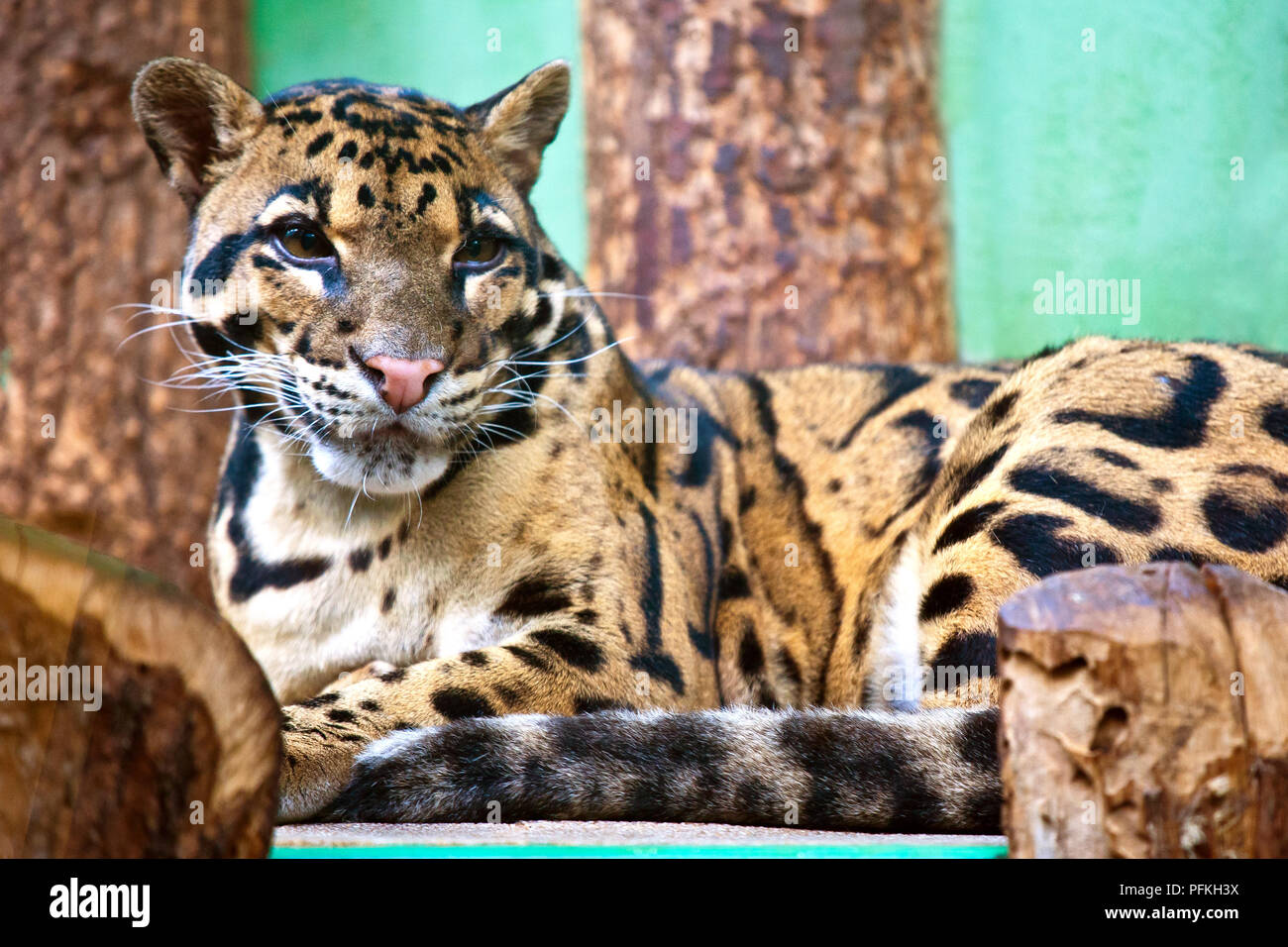 Clouded leopard prey neofelis nebulosa Banque de photographies et d’images à haute résolution ...