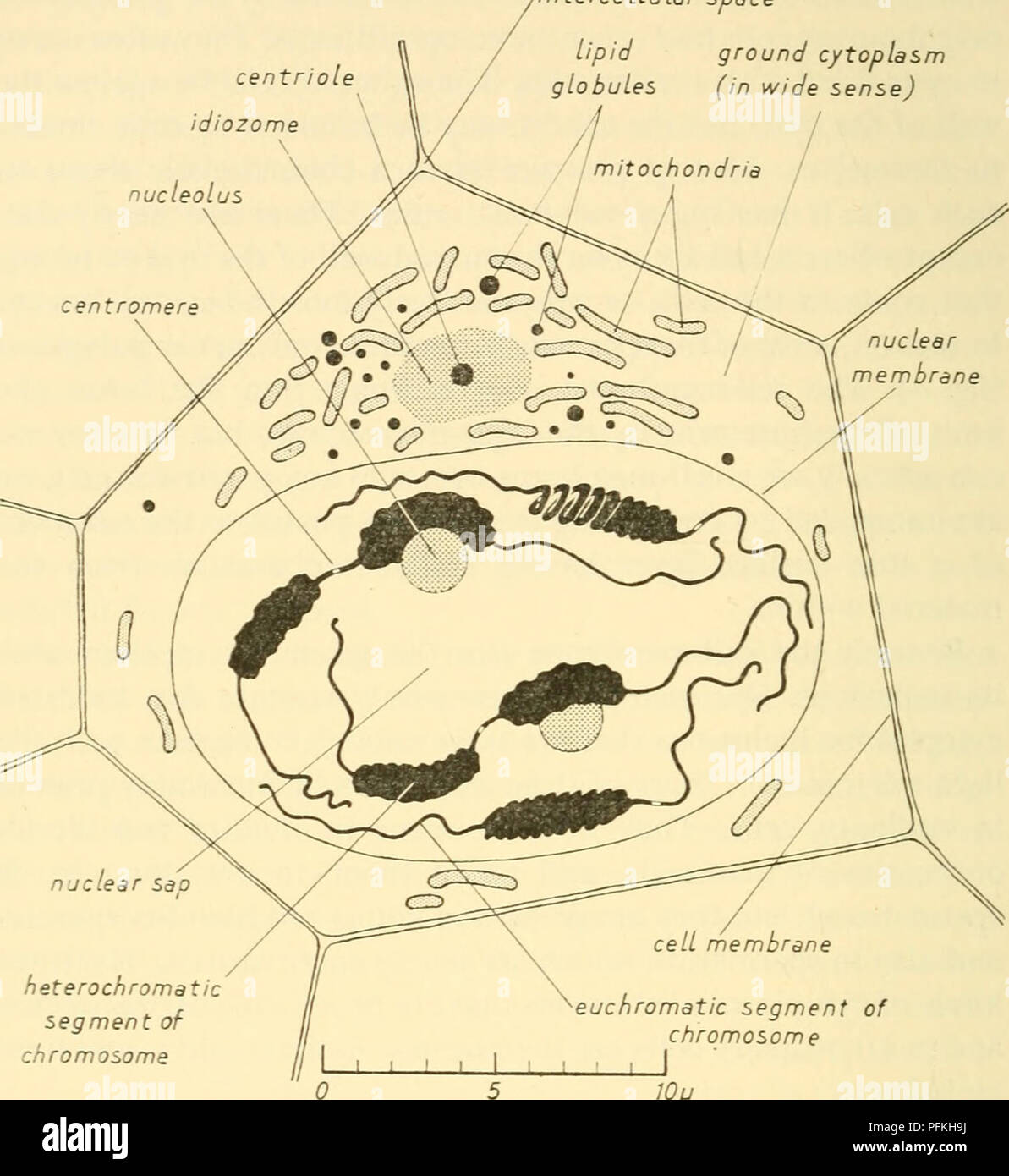 . La technique cytologique ; les principes qui sous-tendent les ...