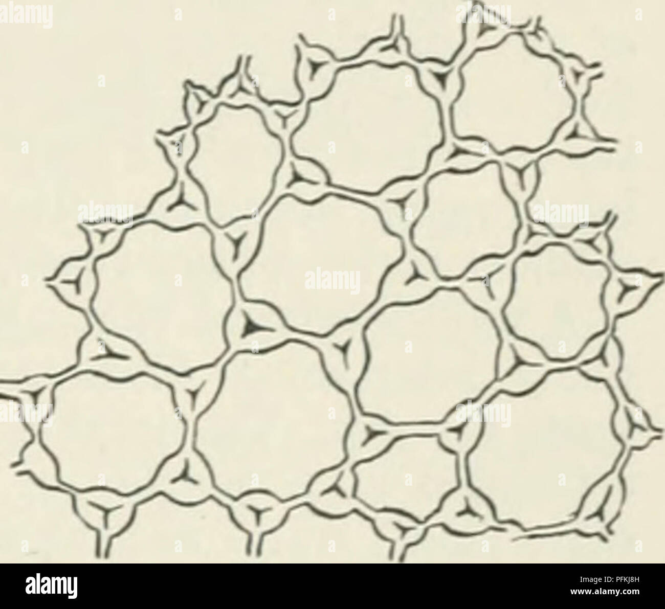 L’image montre une cellule végétale d’Elodea (Anacharis), illustrant la ...