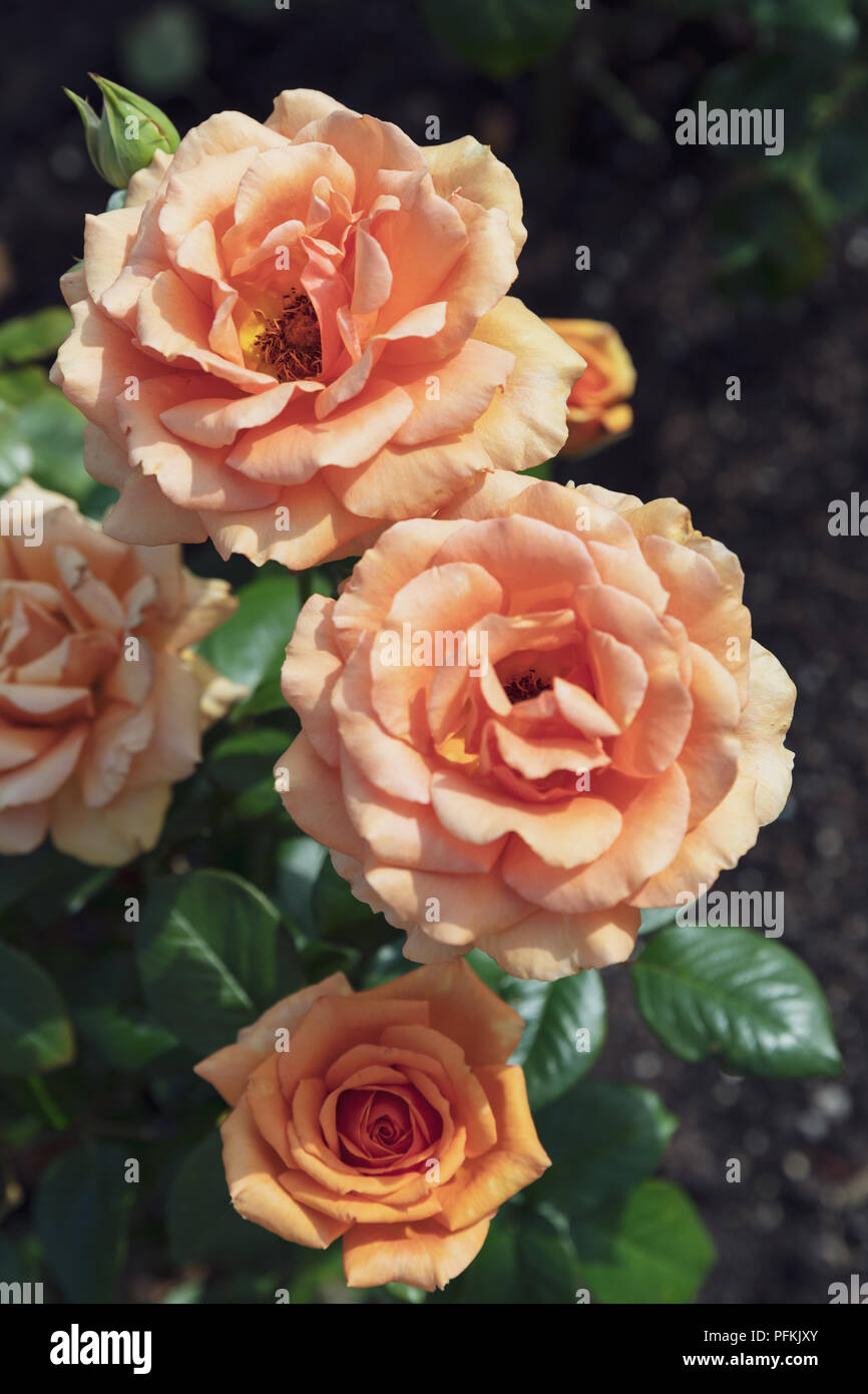 Rosen tantau Banque de photographies et d’images à haute résolution - Alamy