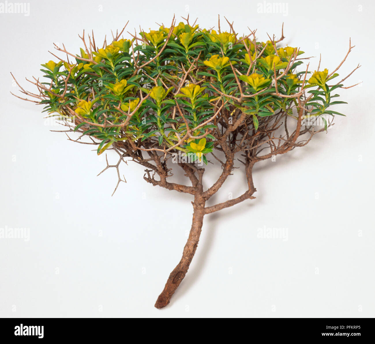 Euphorbe grecque Banque de photographies et d’images à haute résolution ...