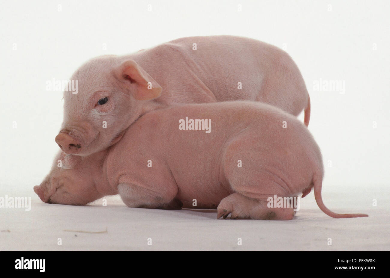 Deux porcelets, Landrace variété, âgés de 2 jours, la peau rose avec ...