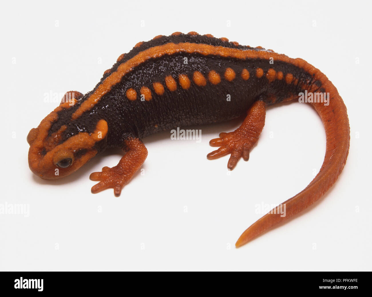 Emperor newt Banque de photographies et d’images à haute résolution - Alamy