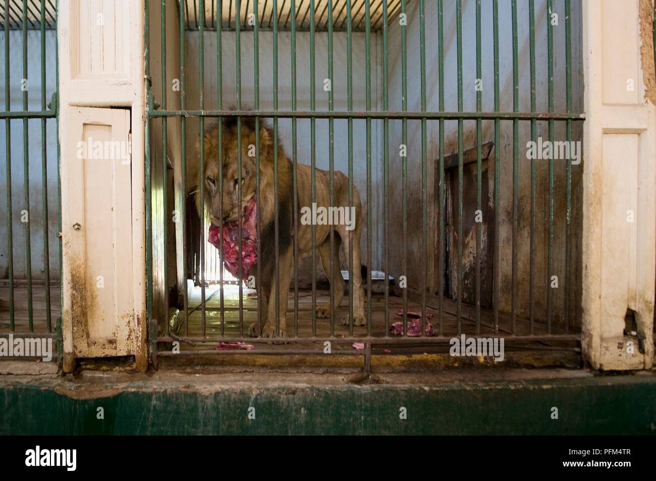 Lion zoo cage Banque de photographies et d’images à haute résolution ...