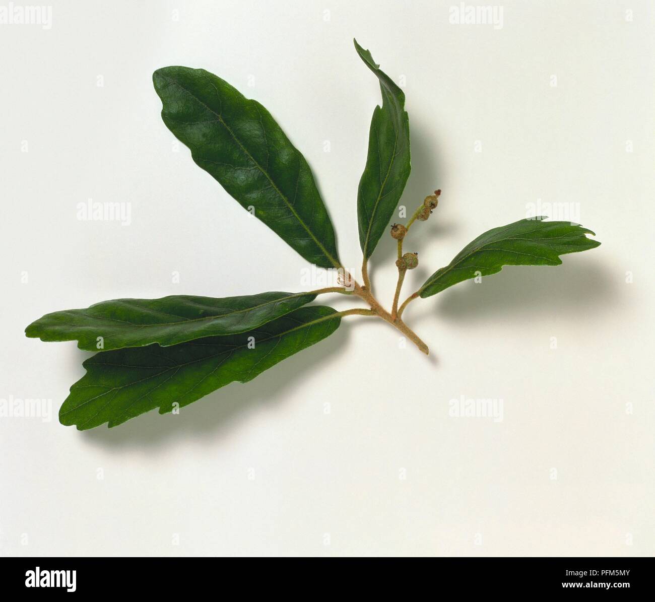 Quercus turneri Banque de photographies et d’images à haute résolution ...