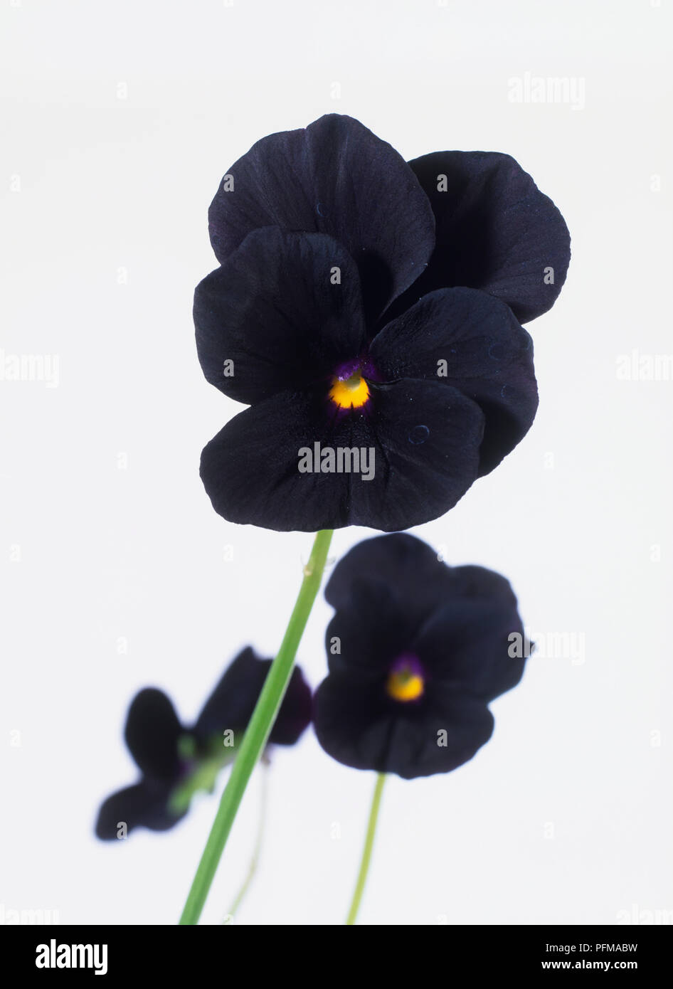 Molly noir Banque de photographies et d’images à haute résolution - Alamy