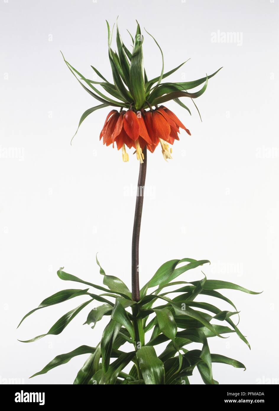 Seule grande fleur et feuillage de Fritillaria imperialis, montrant les ...
