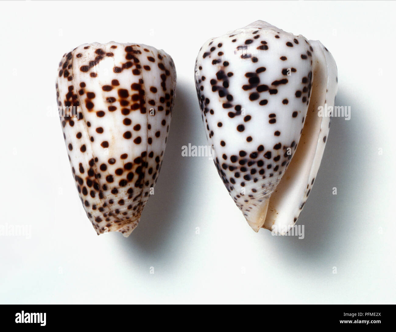 Morsures de puces deux cônes (Conus pulicarius Photo Stock - Alamy