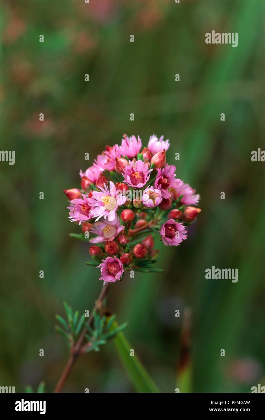 Fleur en grappe Banque de photographies et d’images à haute résolution ...