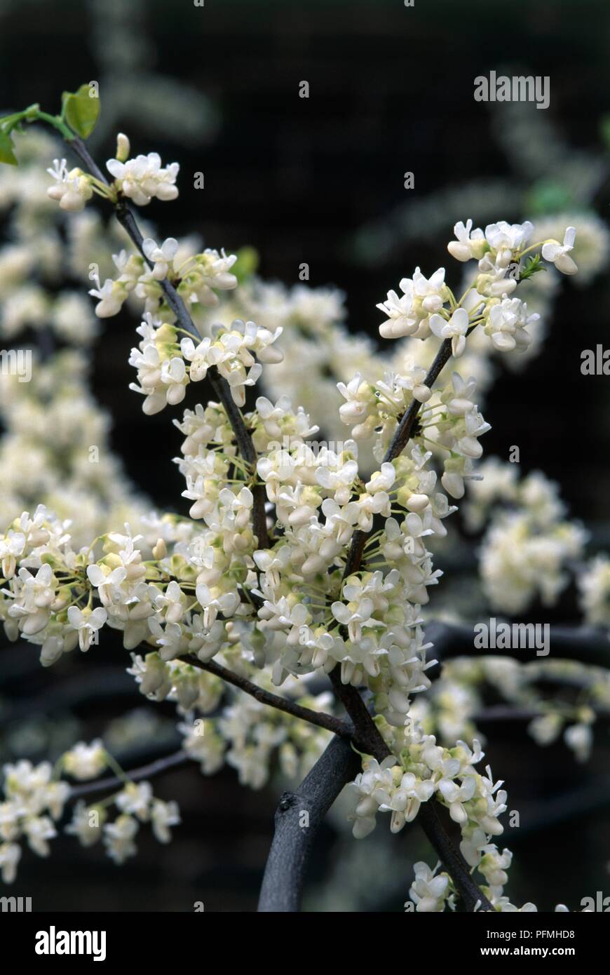 Cercis canadensis alba Banque de photographies et d’images à haute ...
