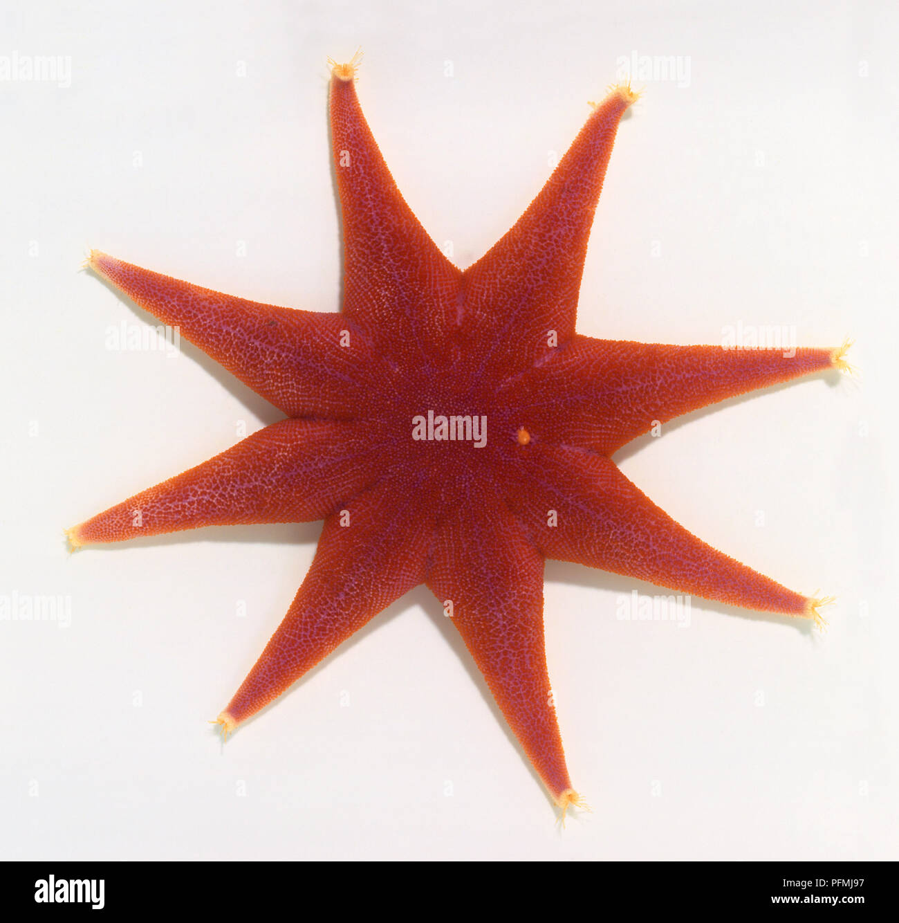 Sunstar ou crossaster commun Banque de photographies et d’images à ...