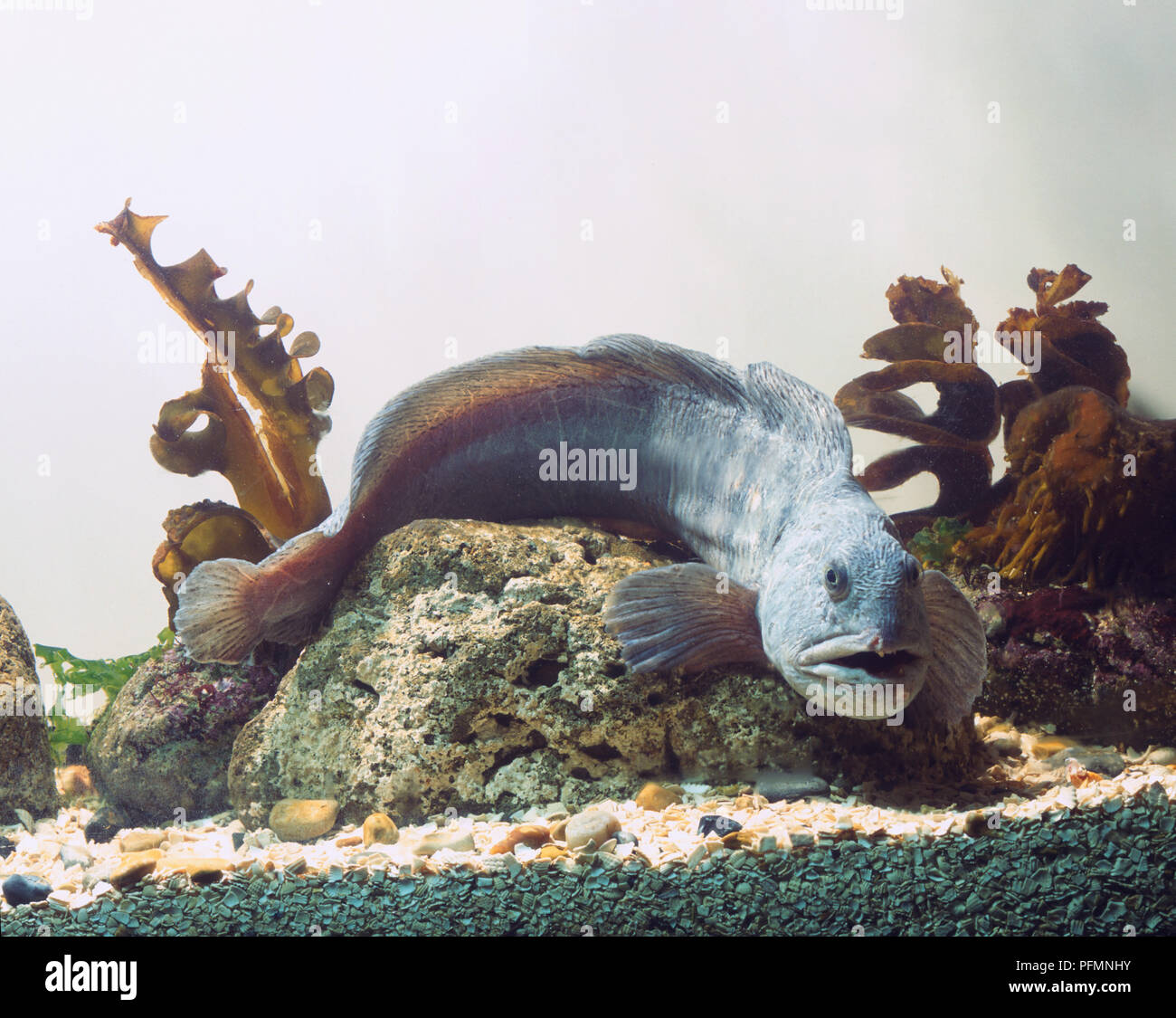 Poisson loup (Anarhichas lupus) reposant sur un rocher dans une cuve en ...