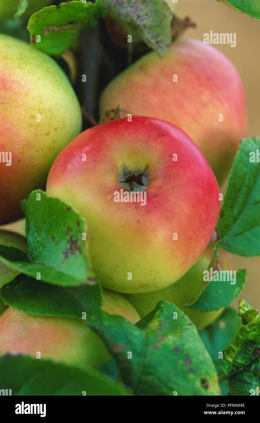 Malus domestica william crump Banque de photographies et d’images à ...