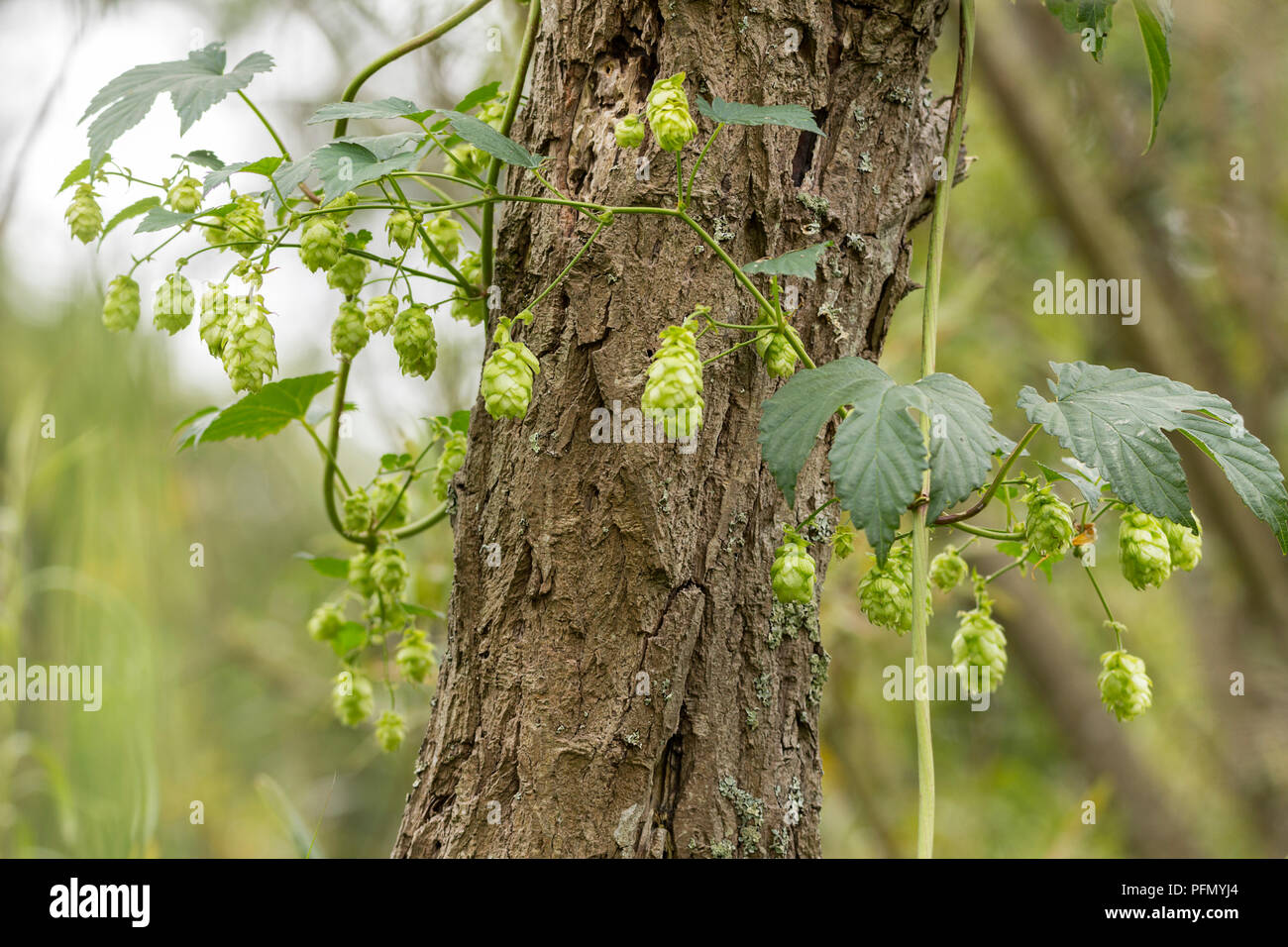 Arbre grimpeur haut dans un pin Banque de photographies et d’images à ...