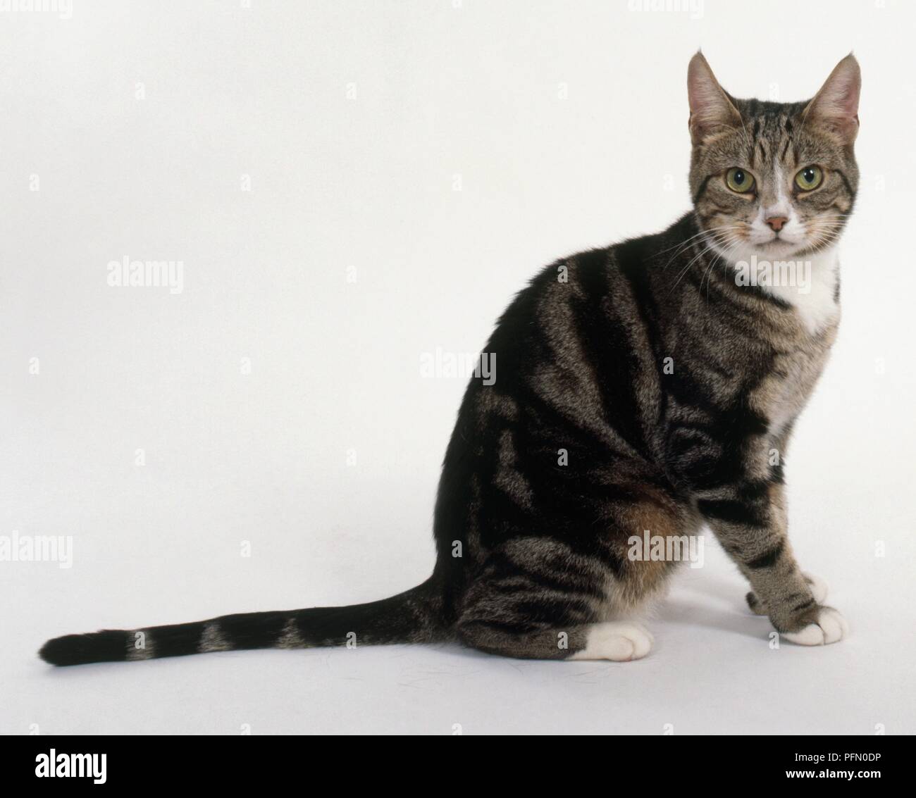 Classique tabby Banque de photographies et d’images à haute résolution ...