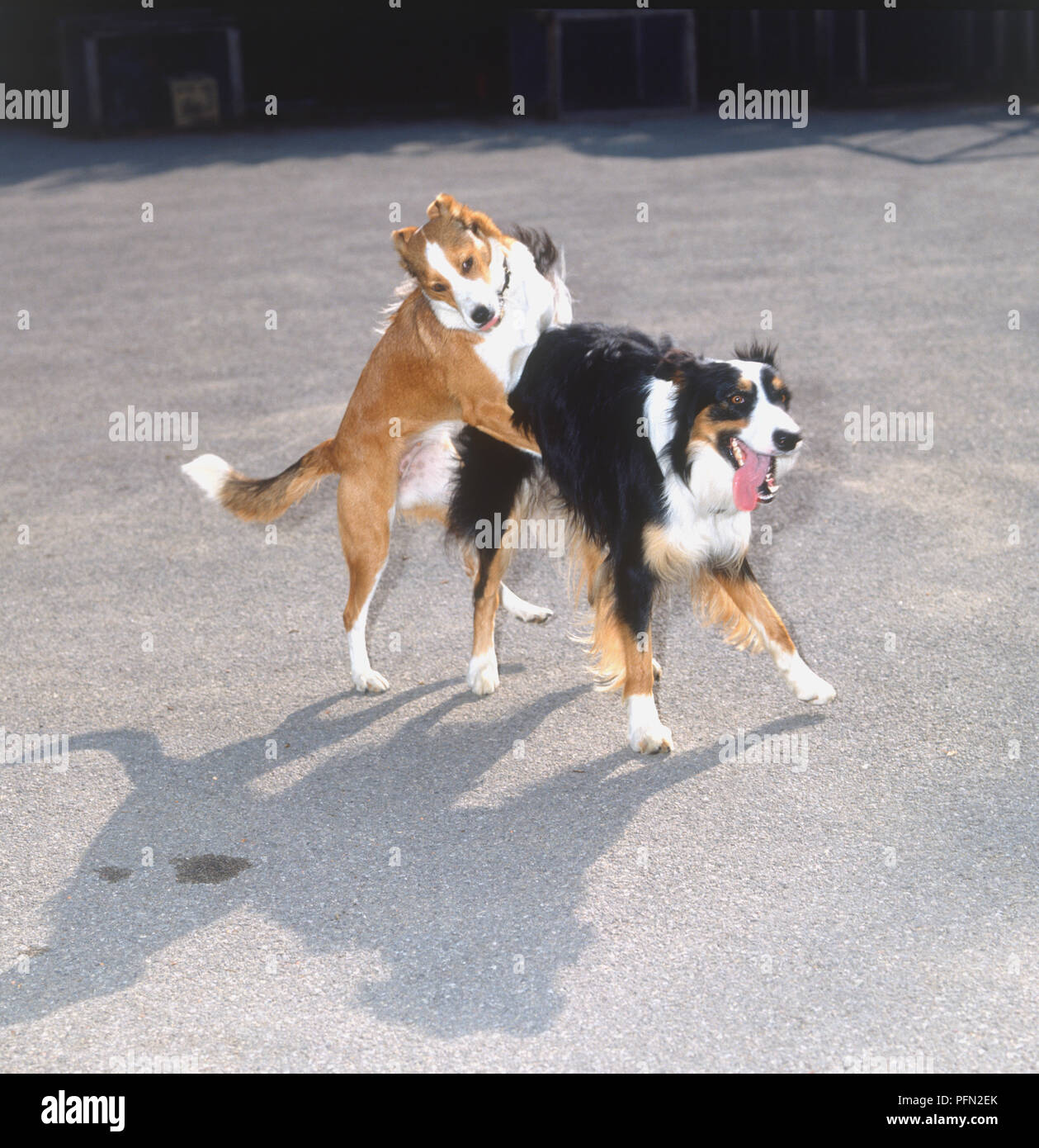 Accouplement des chien Banque de photographies et d’images à haute ...