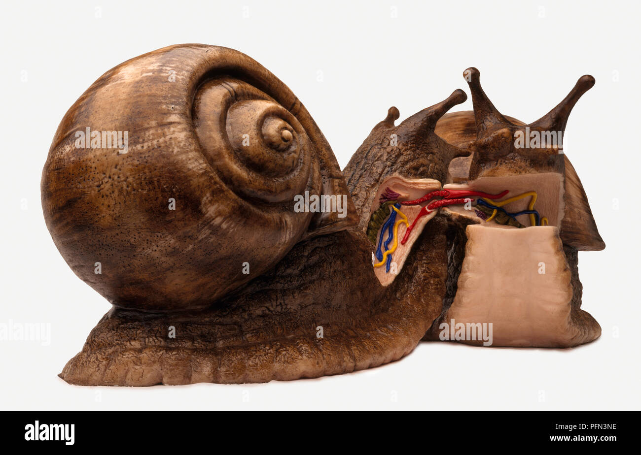 Paire d'escargots accouplement modèle de section illustrant les organes ...