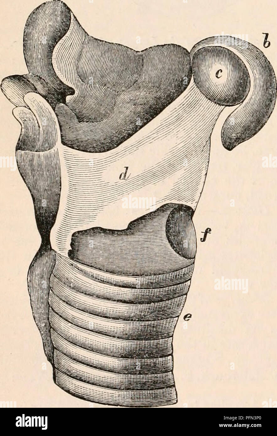 Larynx postérieure Banque de photographies et d’images à haute ...