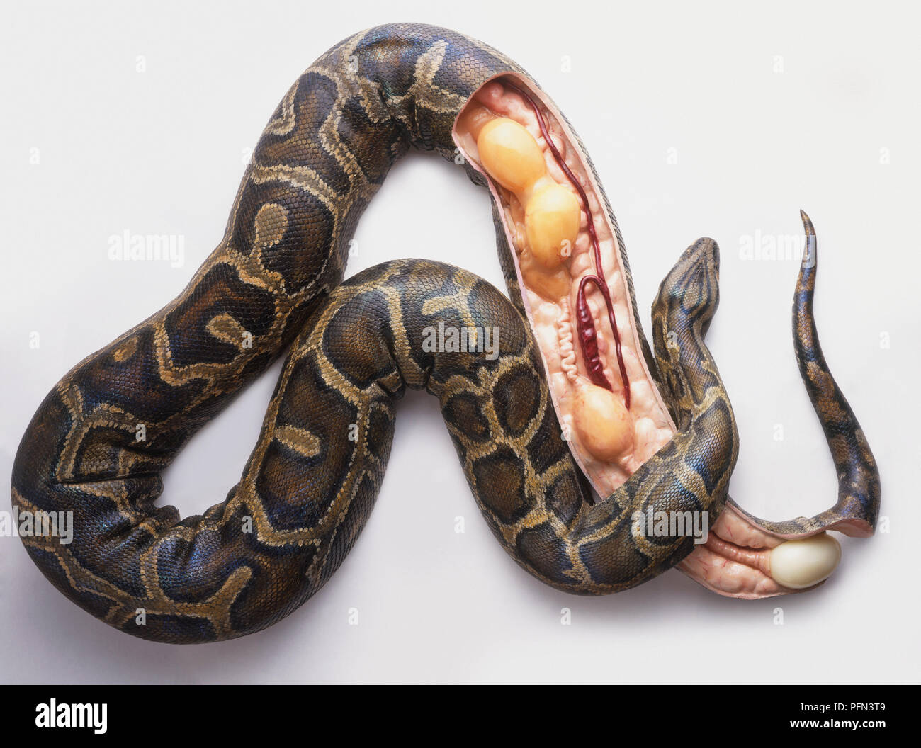 Croix et serpent Banque de photographies et d’images à haute résolution ...